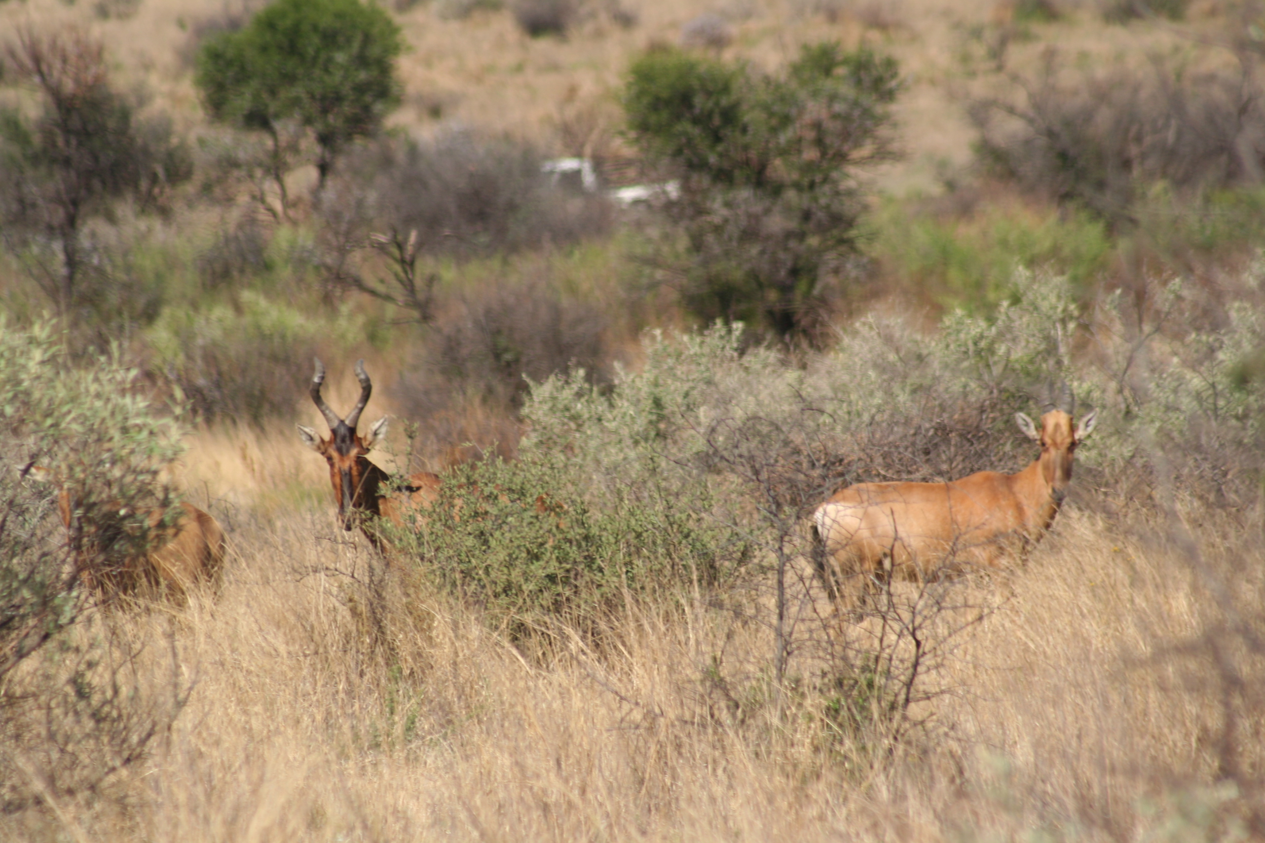 animal population survey methods – Dr Carlos P.E. Bedson